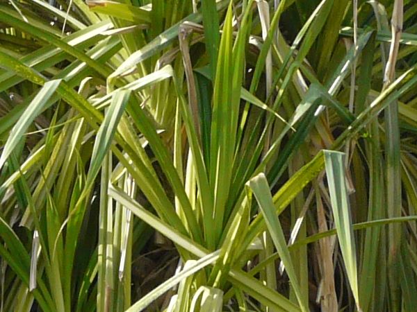 tall grass texture 0016 - Texturelib